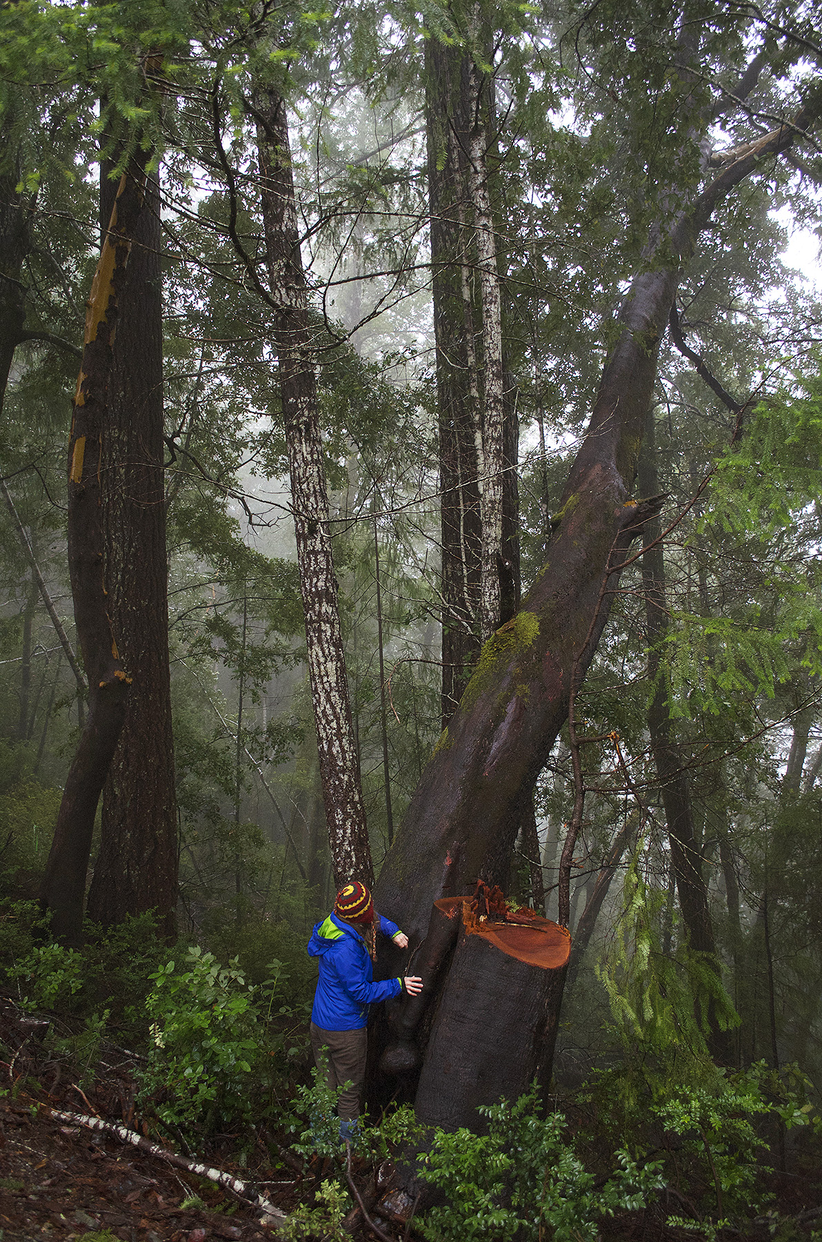 Tree Poaching In Old Growth Forest Along the Smith River