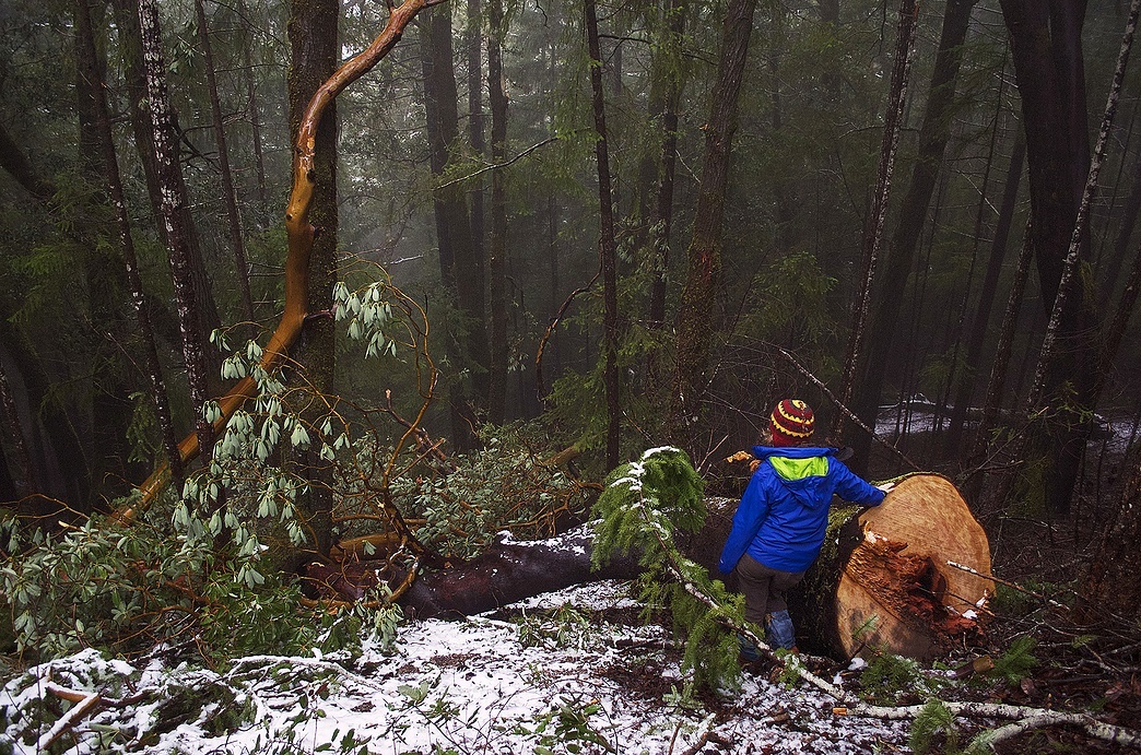 Tree Poaching In Old Growth Forest Along the Smith River